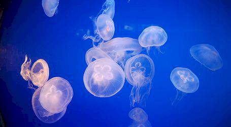 Invasion av maneter på Spaniens kust - Vagabond