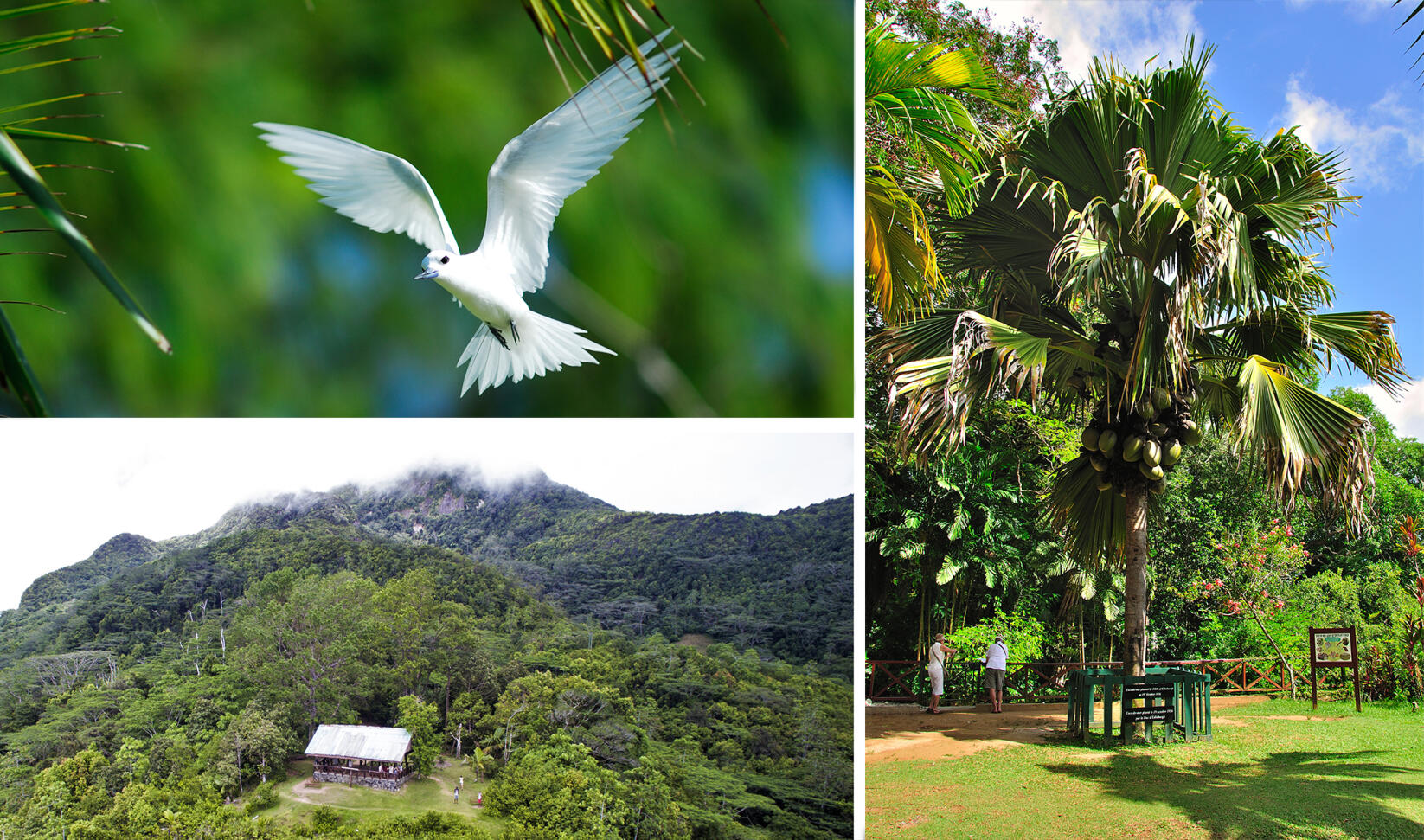 Seychellerna: Upplevelser bortom stränderna - Vagabond