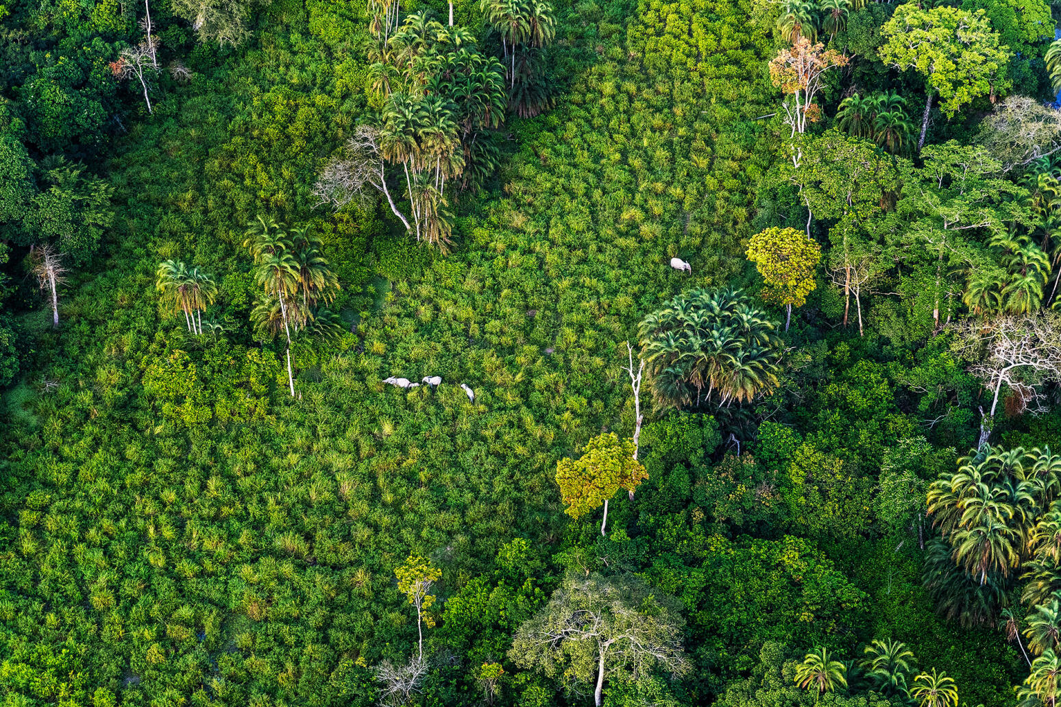 Kongo-Brazzaville: Äkta äventyr i Afrikas största regnskog - Vagabond